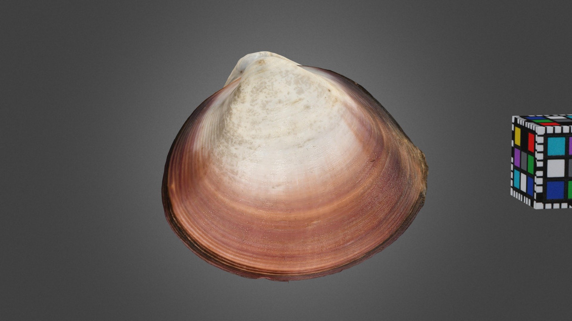 CC0 シオフキ Surf Clam, Mactra veneriformis - Download Free 3D model by ffish.asia / floraZia.com ...