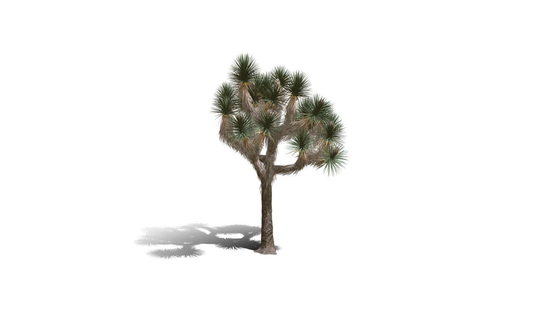 Realistic HD Joshua tree (4/30) - Buy Royalty Free 3D model by ...