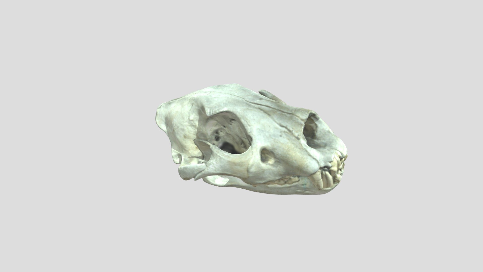 lion skull - 3D model by asierj [e8b74fd] - Sketchfab