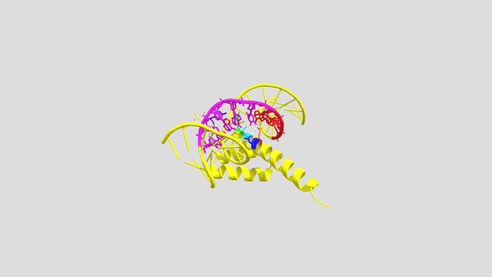 Interaction of CDX2 protein with DNA sequence - 3D model by alexc101 ...