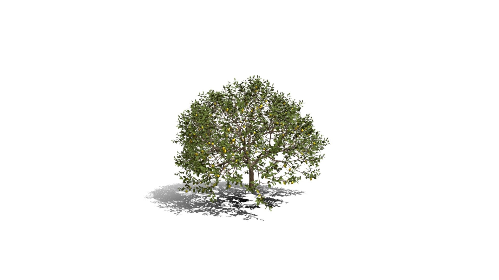 Realistic HD Lemon tree (18/30) - Download Free 3D model by ...