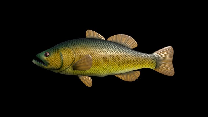Sea-life 3D models - Sketchfab