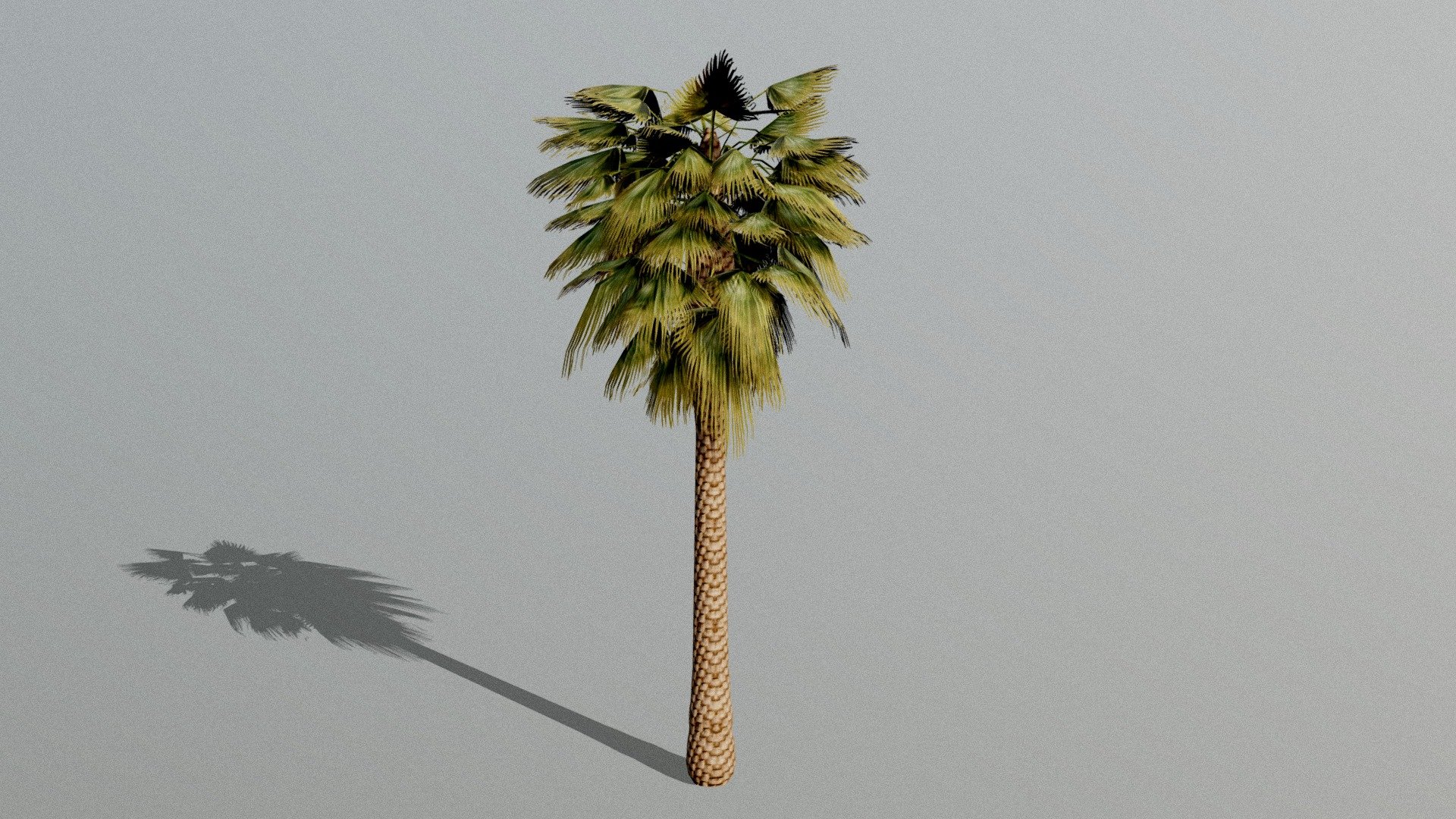 Free Game Ready Palm - Download Free 3D model by Spazio Silvestre ...