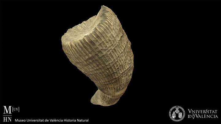 Cnidaria 3D models - Sketchfab