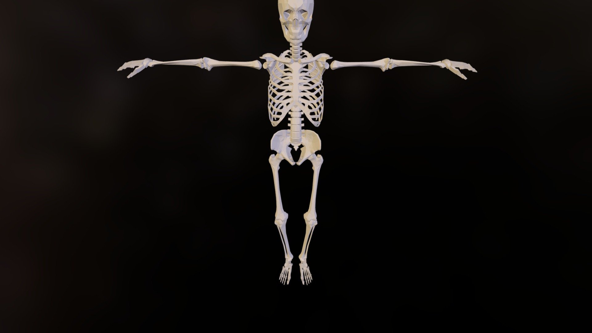 Skeleton - 3D model by StephenWakulchik [e8d11ea] - Sketchfab