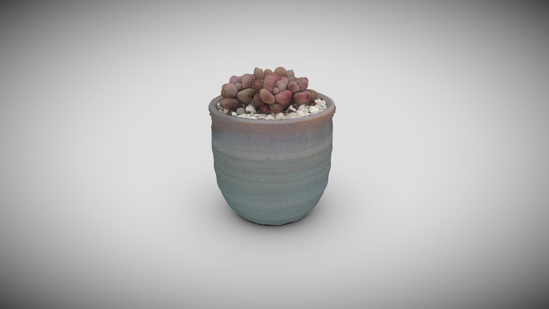succulent plants6 - 3D model by Wiga [e8d7cc1] - Sketchfab