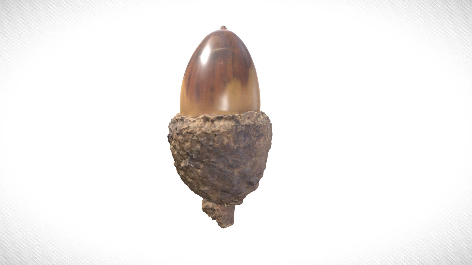 Photoscanned 4k Acorn - 3D model by bulut- [e8d80a7] - Sketchfab