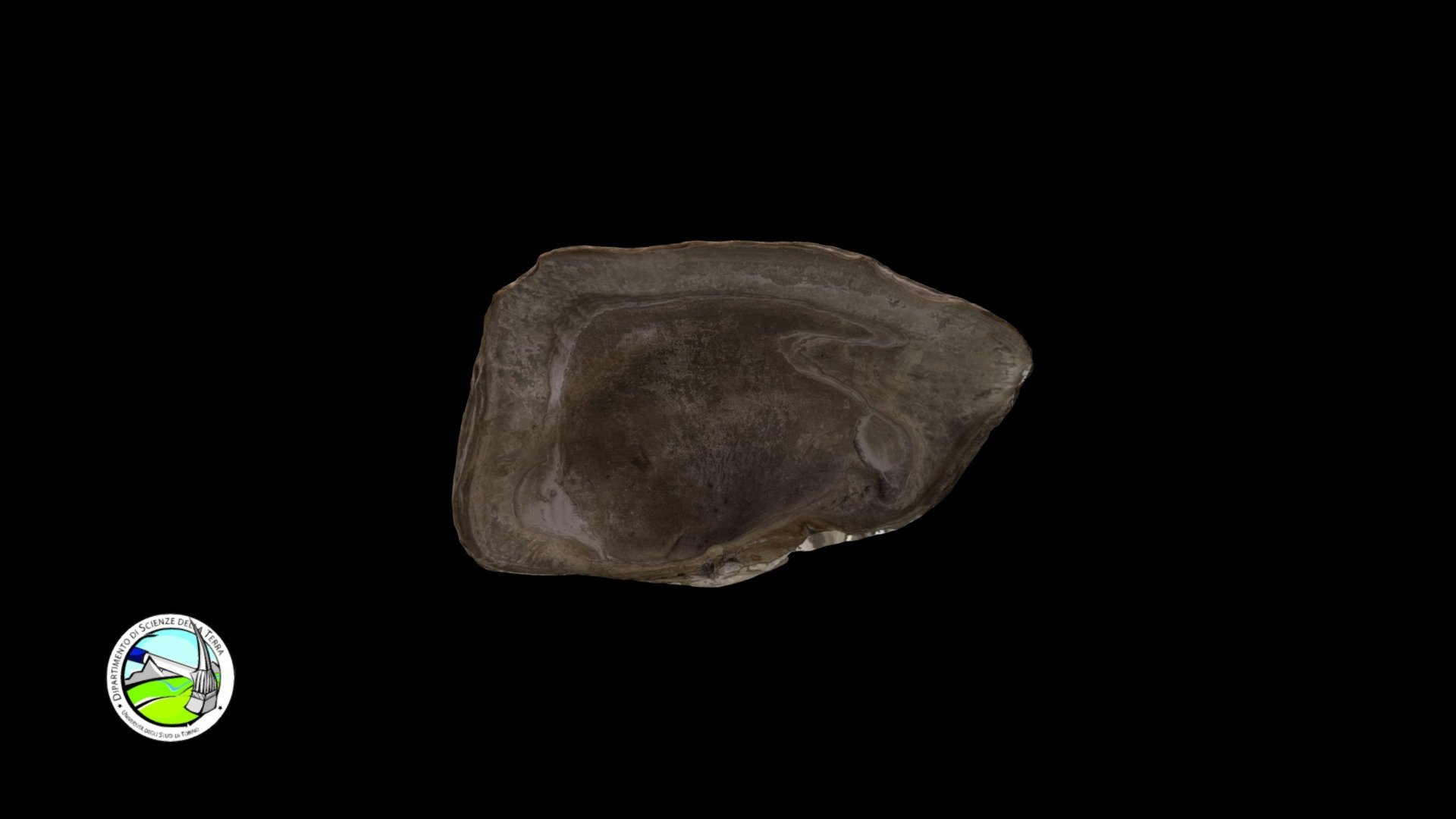 Panopea - 3D model by Dipartimento di Scienze della Terra - UniTo ...