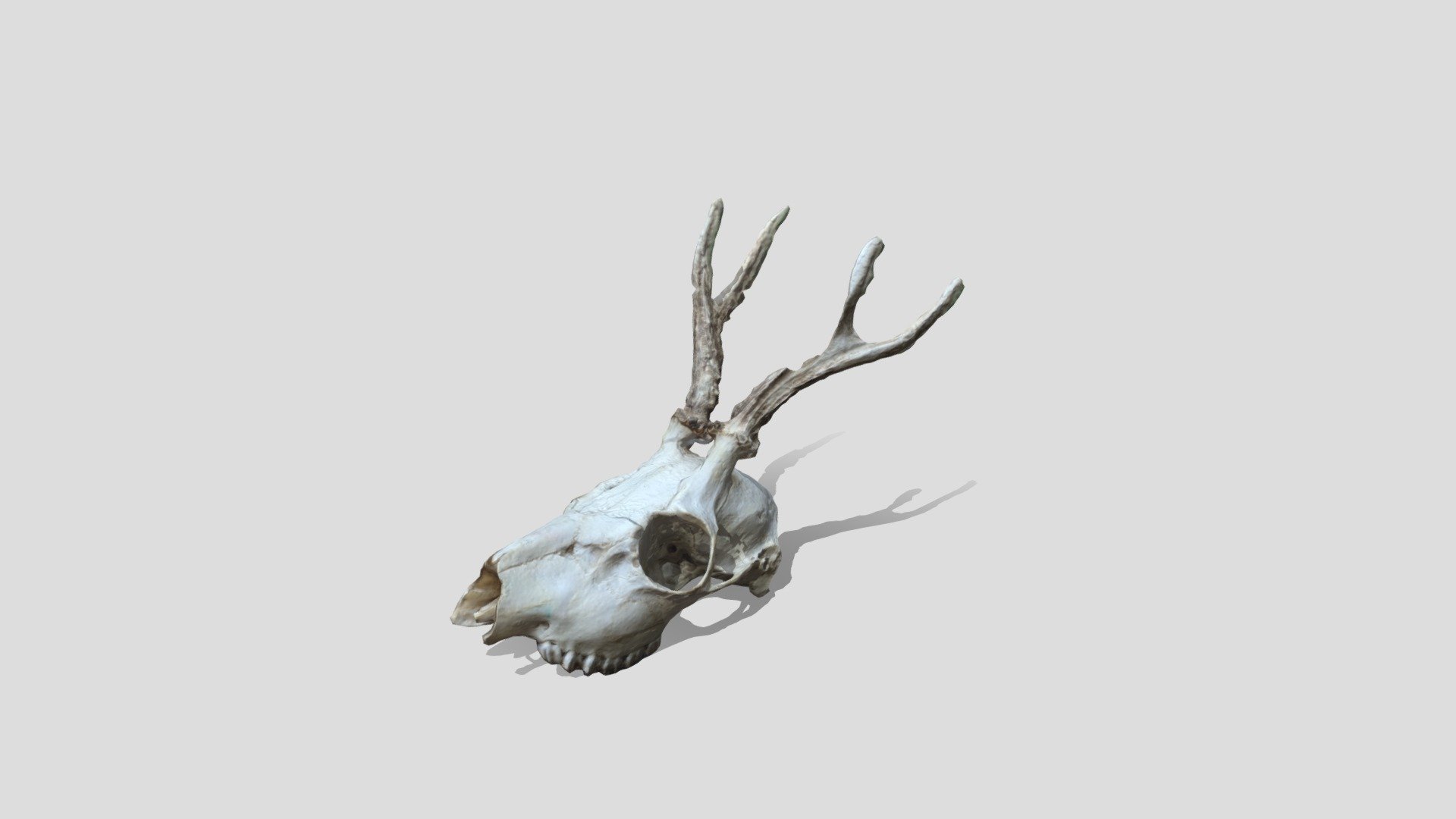 Dear Skull - 3D model by Barrett50 [e8dac43] - Sketchfab