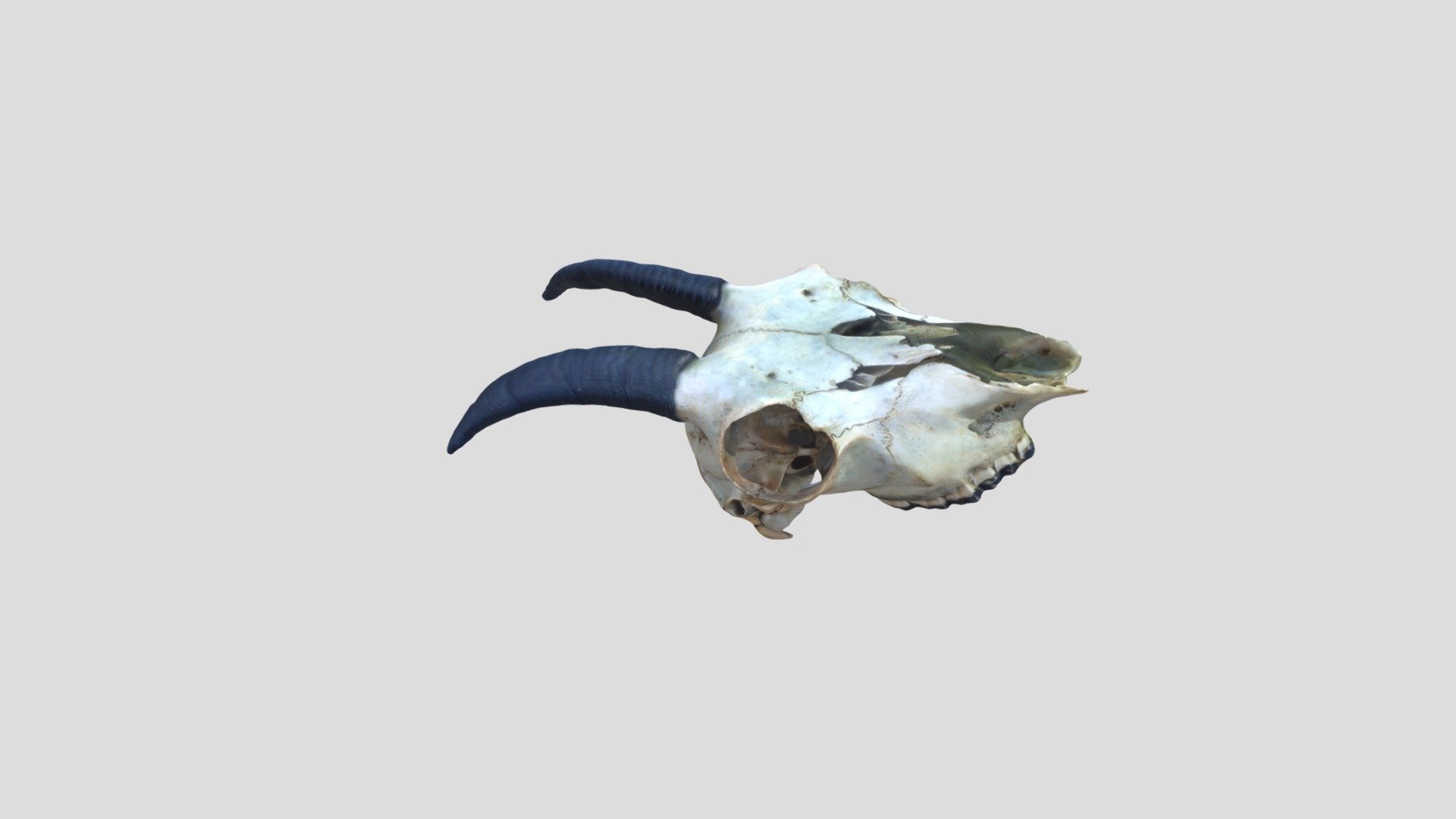 Capra_hircus_U_SAP.ZOO.56_sca - 3D model by Davide Tamagnini (@Davide ...
