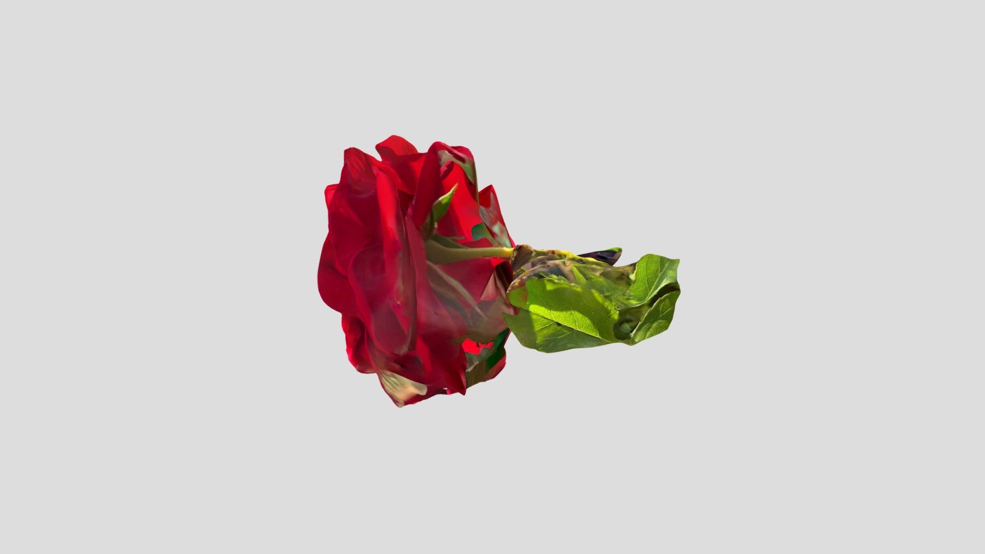 Red Rose - Download Free 3D model by maaxa [e8e4b07] - Sketchfab