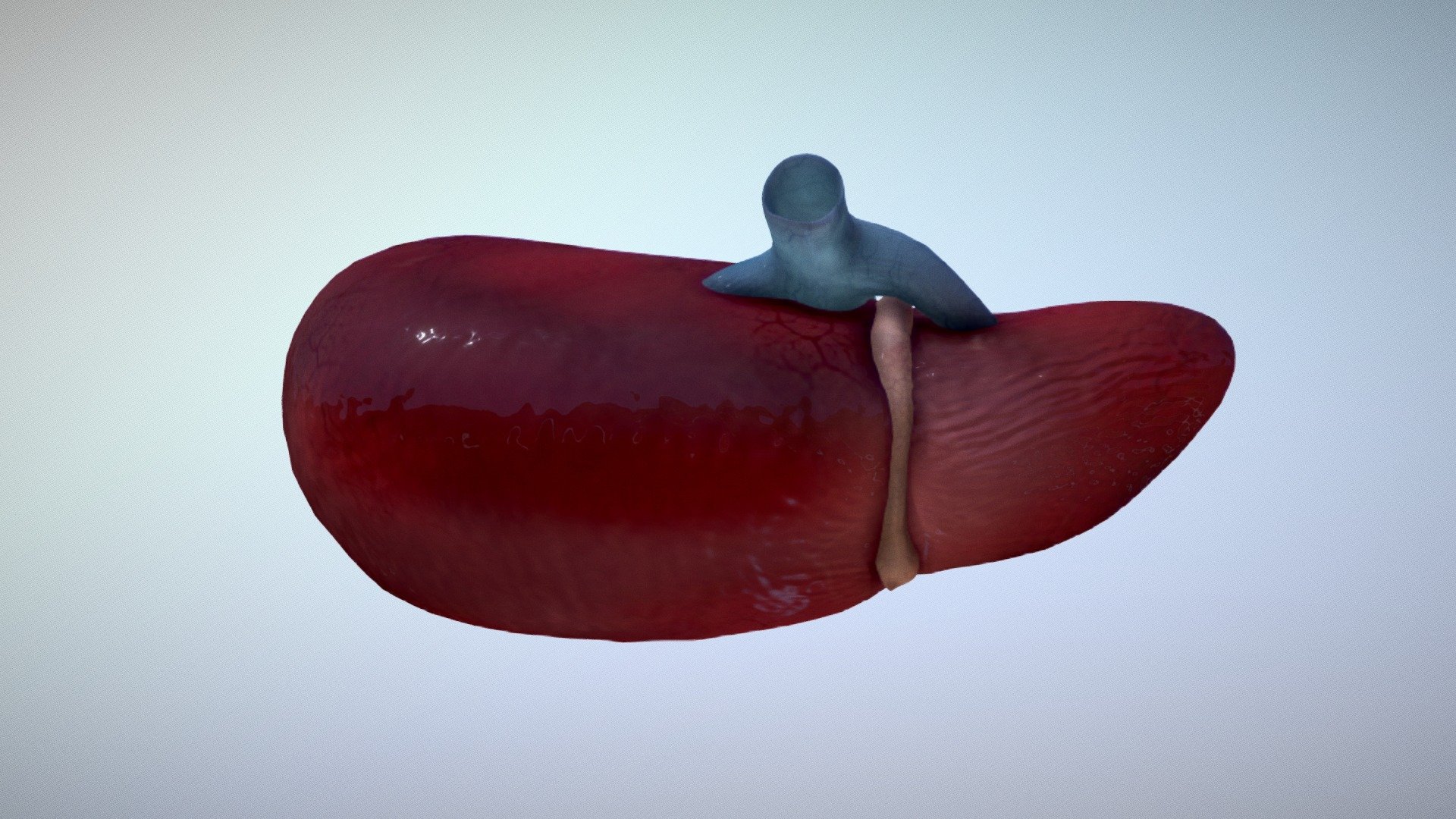 Human liver and gallbladder - 3D model by JohanNordin [e8e5a5e] - Sketchfab
