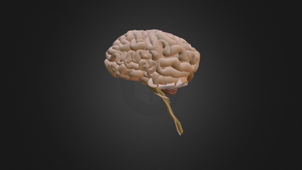 Brain - 3D model by rahat (@rahat_2) [e8e7aa2] - Sketchfab