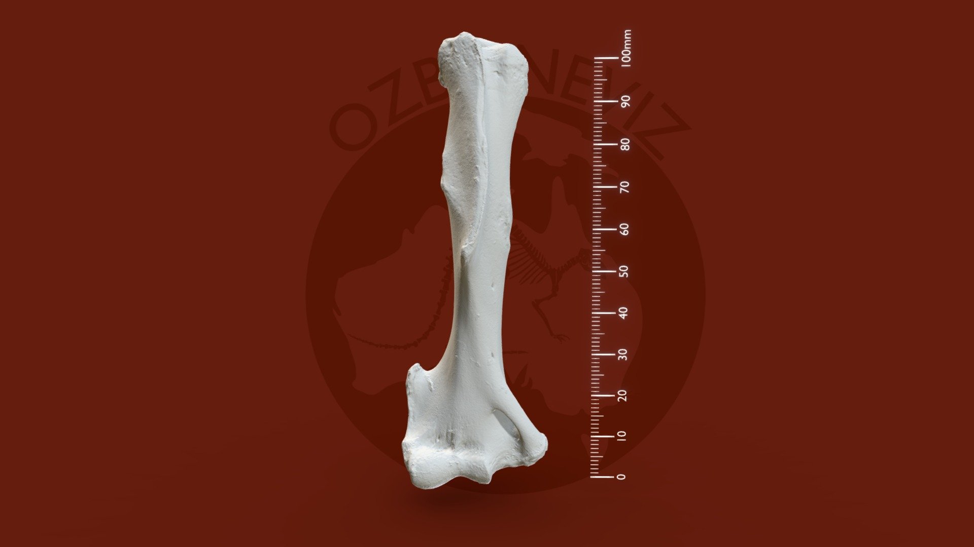 Bennett's tree-kangaroo humerus - 3D model by Ozboneviz [e8f8802 ...