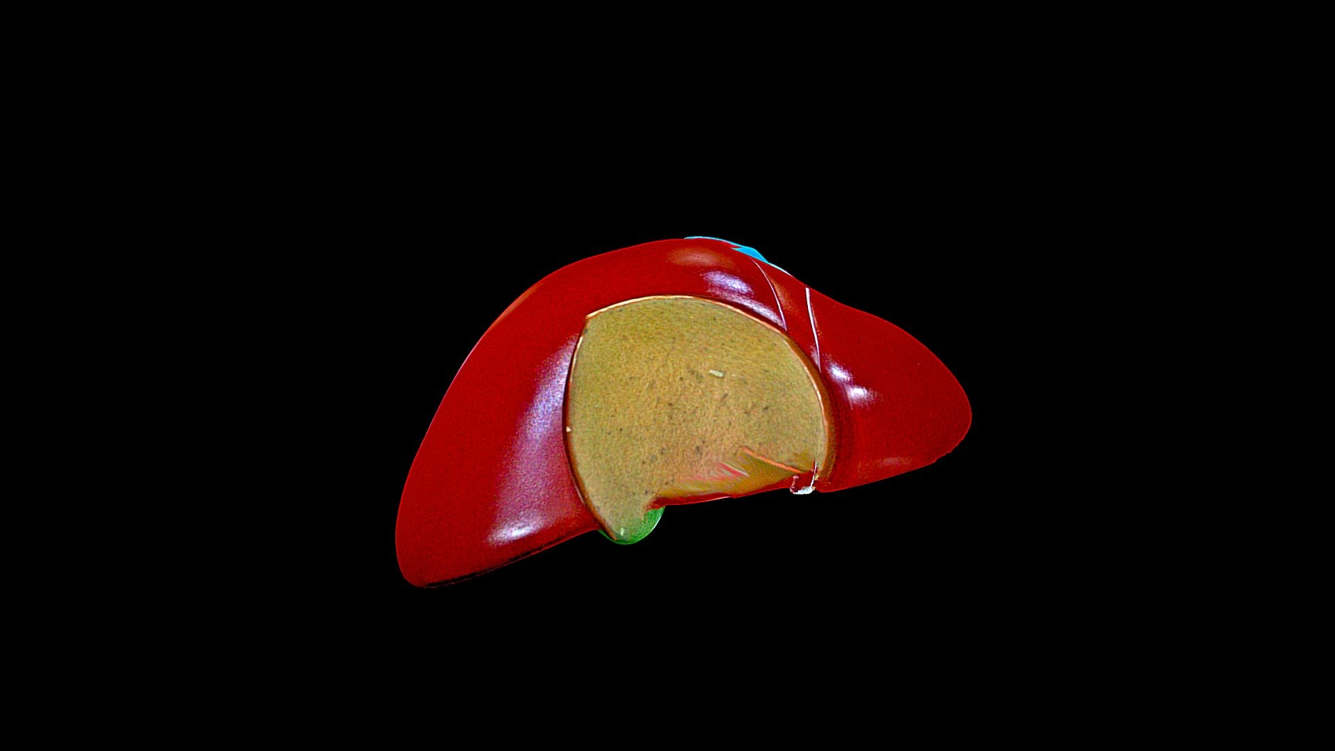 Liver - 3D model by tkanan [e8fe916] - Sketchfab