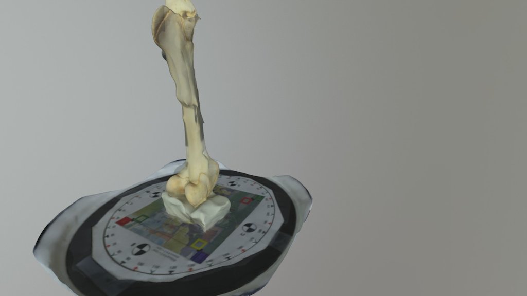 Right Femur - 3D model by ericapage [e9010f4] - Sketchfab