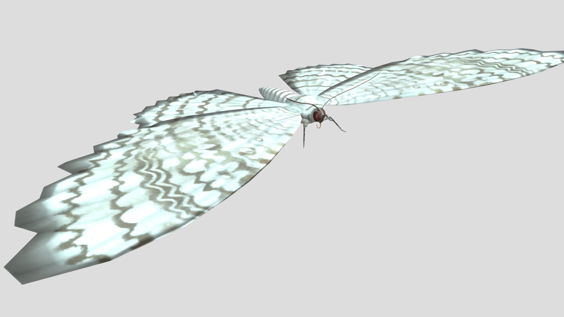 White Witch Moth - 3D model by IrritatingFish [e9020dd] - Sketchfab