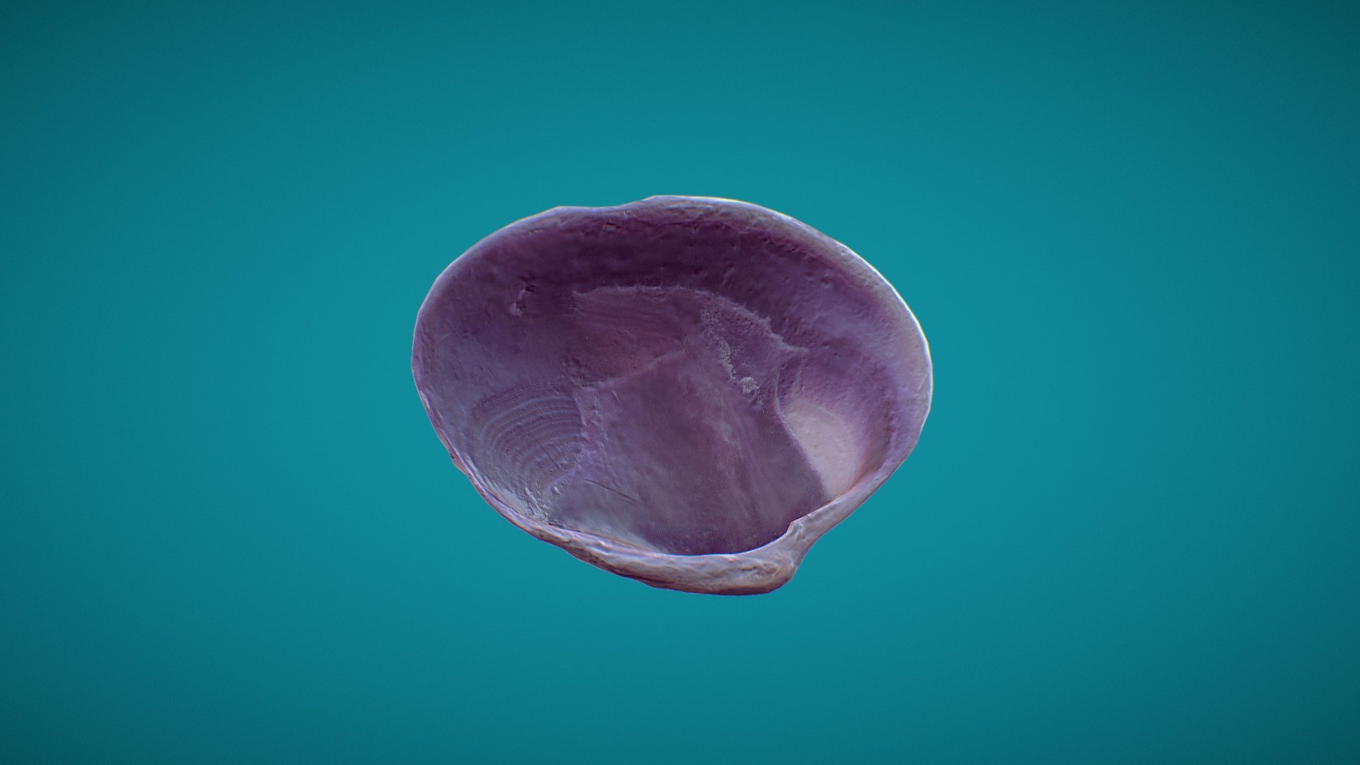 Shell02 (Photogrammetry) - 3D model by pixelvspixel [e909b1c] - Sketchfab