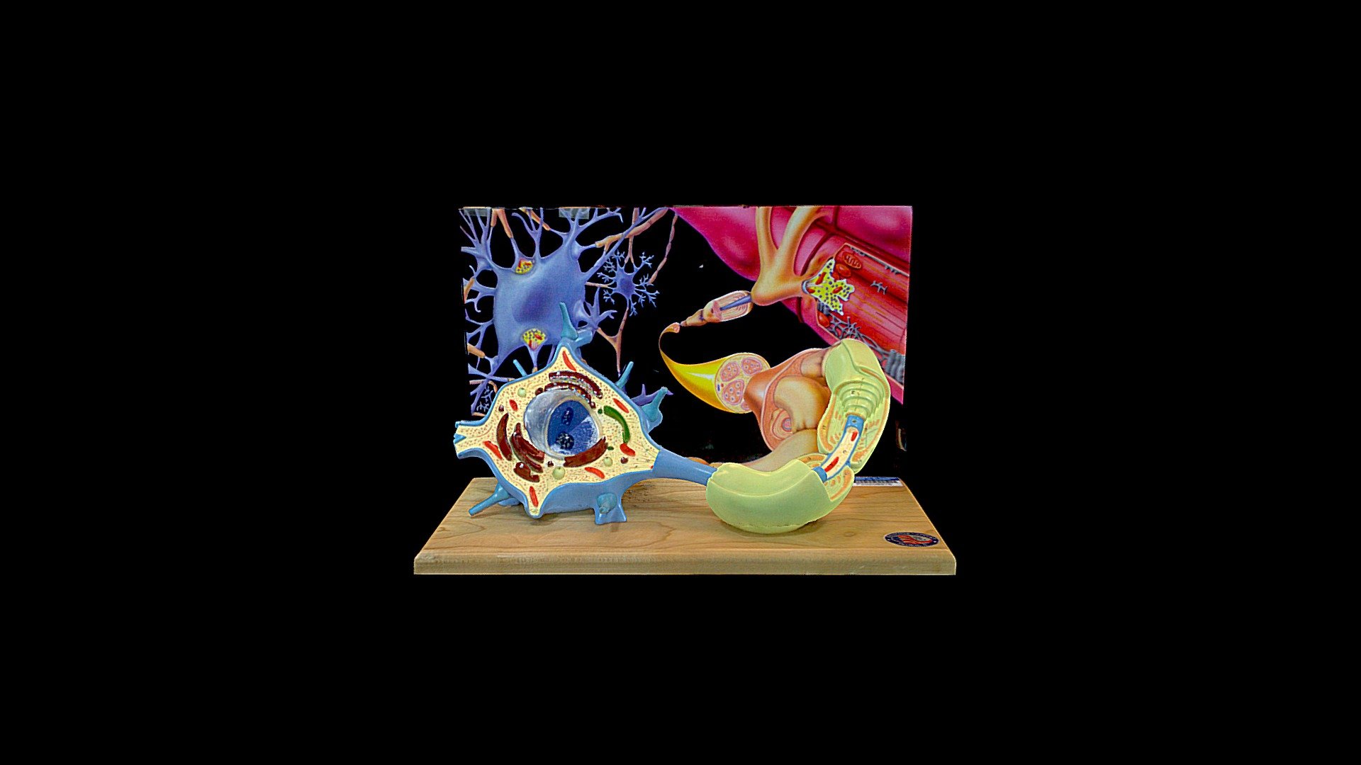 Neuron Model Open - 3D model by tkanan [e91a107] - Sketchfab