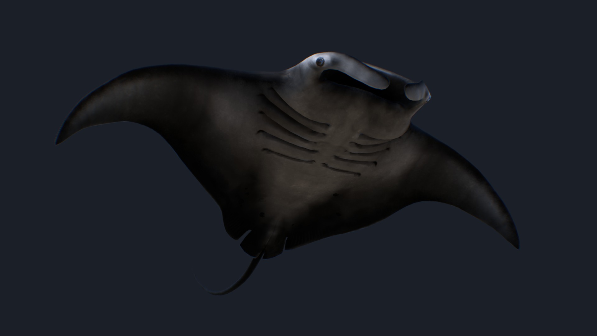 Manta Birostris - Buy Royalty Free 3D model by Gabriel Casamasso ...