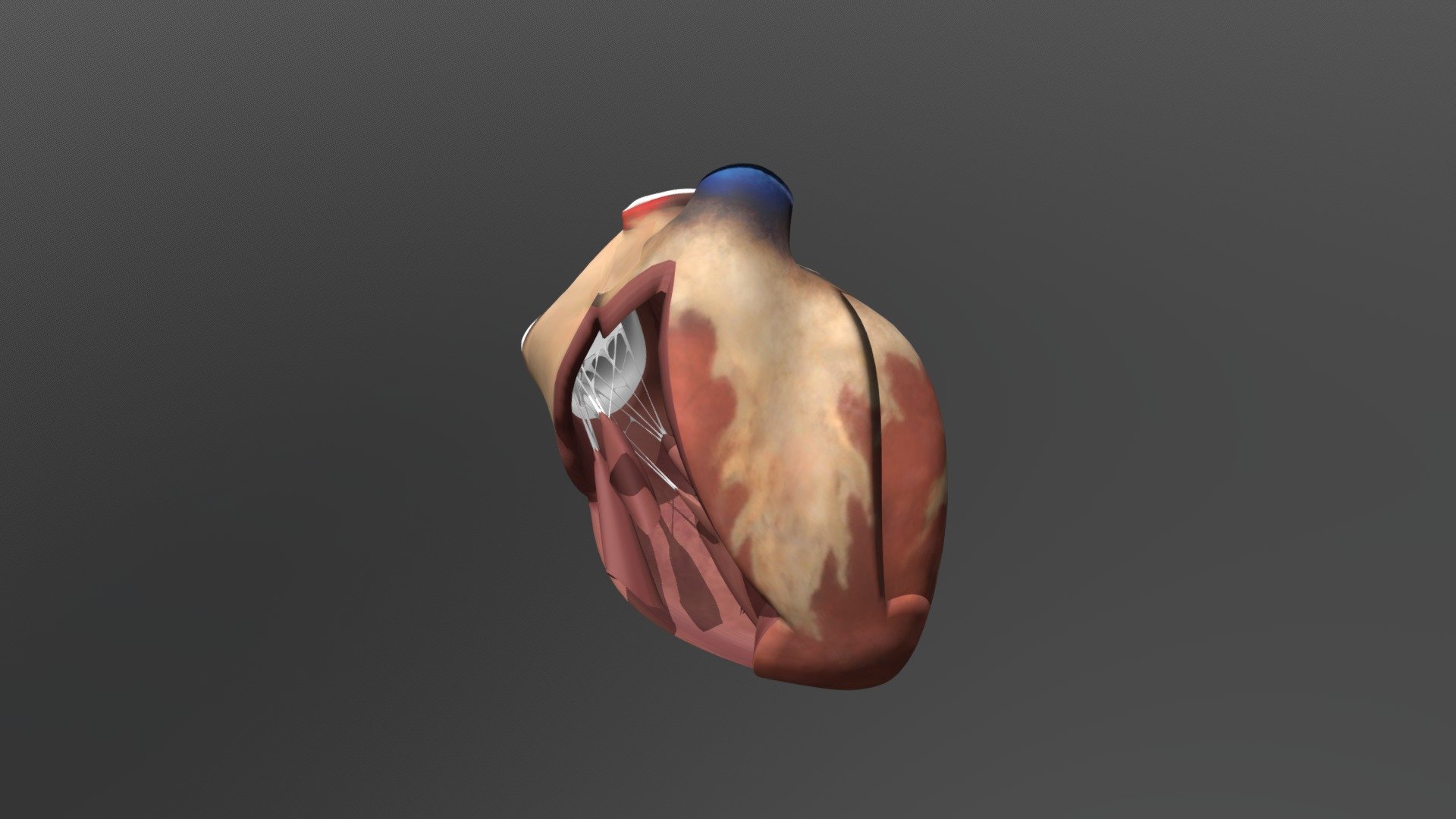 Atrioventricular - 3D model by 2pikalp [e9293bf] - Sketchfab