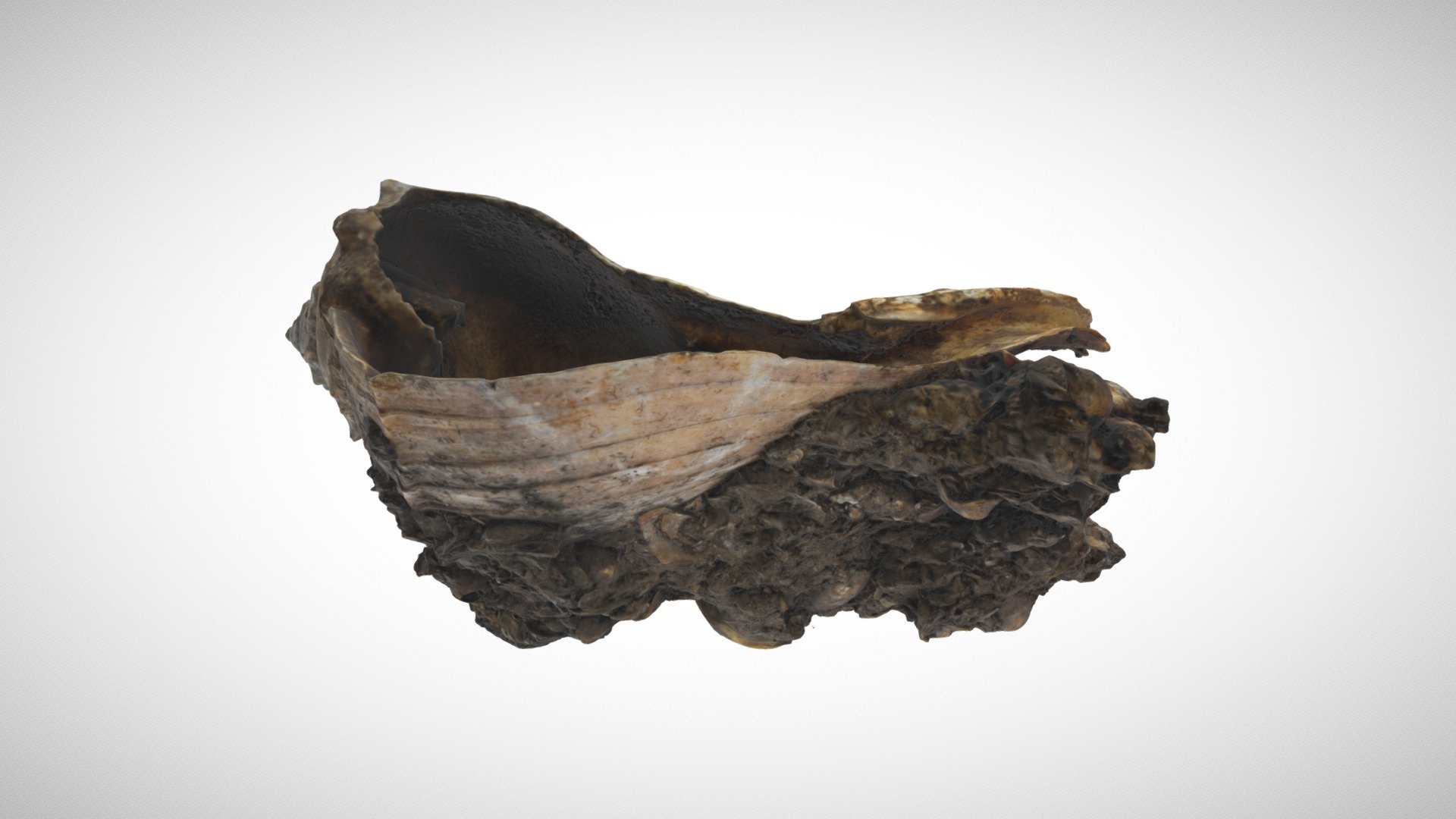 Pre-Columbian Shell Cup, Seminole County, FL - Download Free 3D model ...