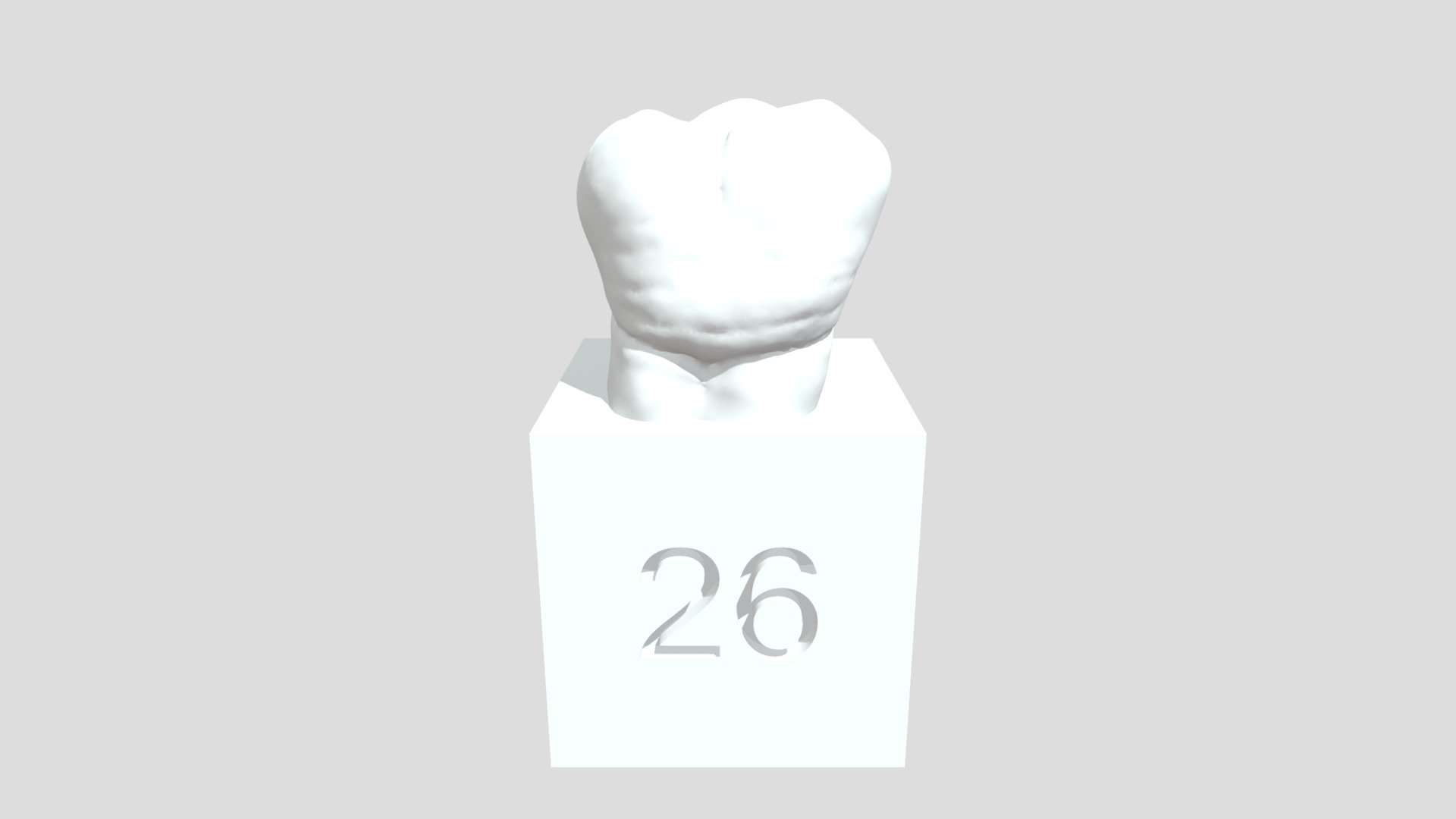 26 tooth anatomy morphology - 3D model by orzin [e934357] - Sketchfab