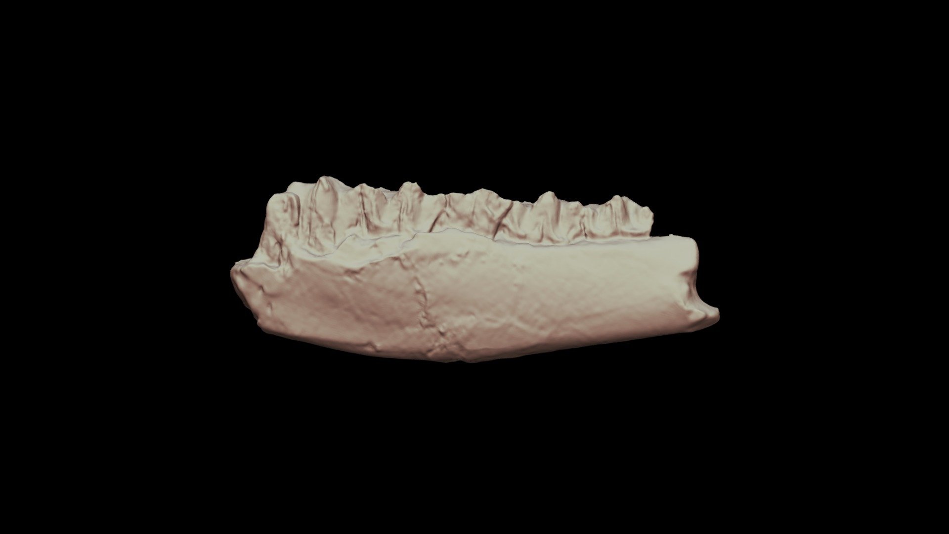 Neolicaphrium recens - 3D model by Museo de La Plata, Argentina ...