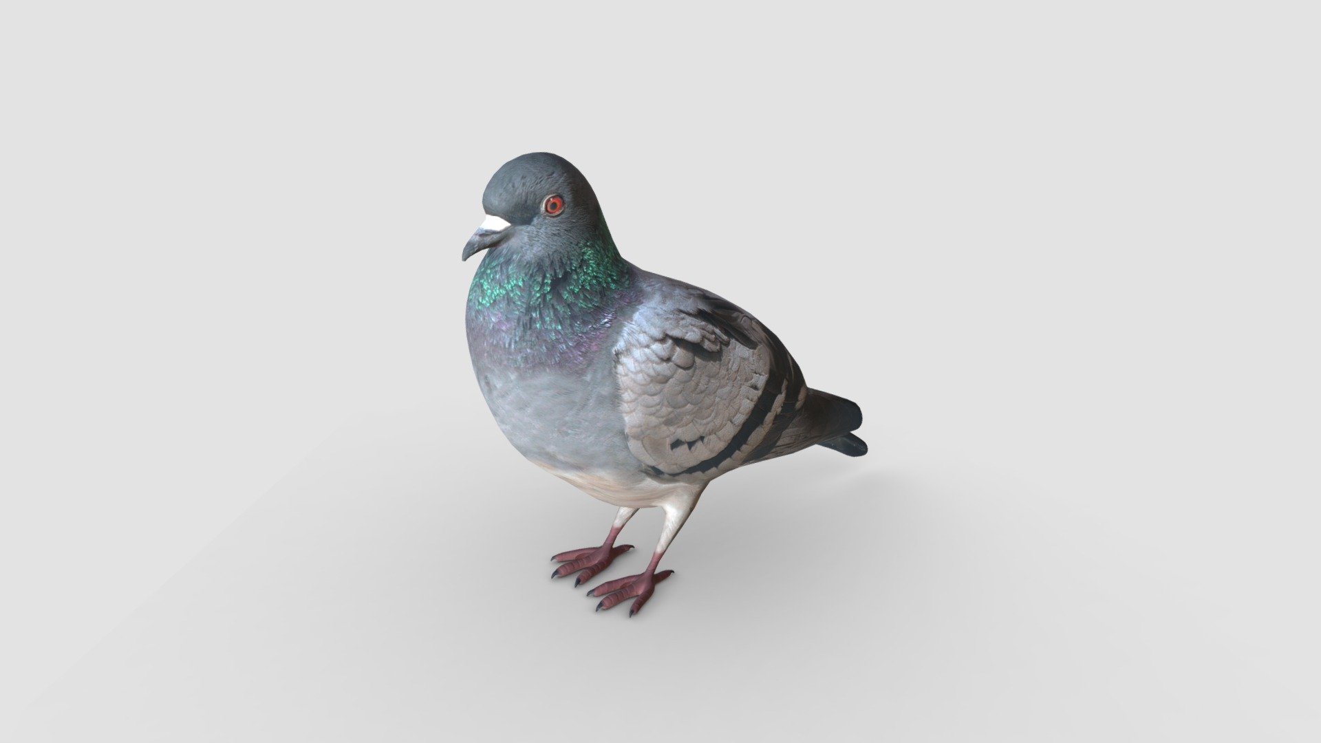pigeon - Buy Royalty Free 3D model by Evermotion [e9371ff] - Sketchfab ...