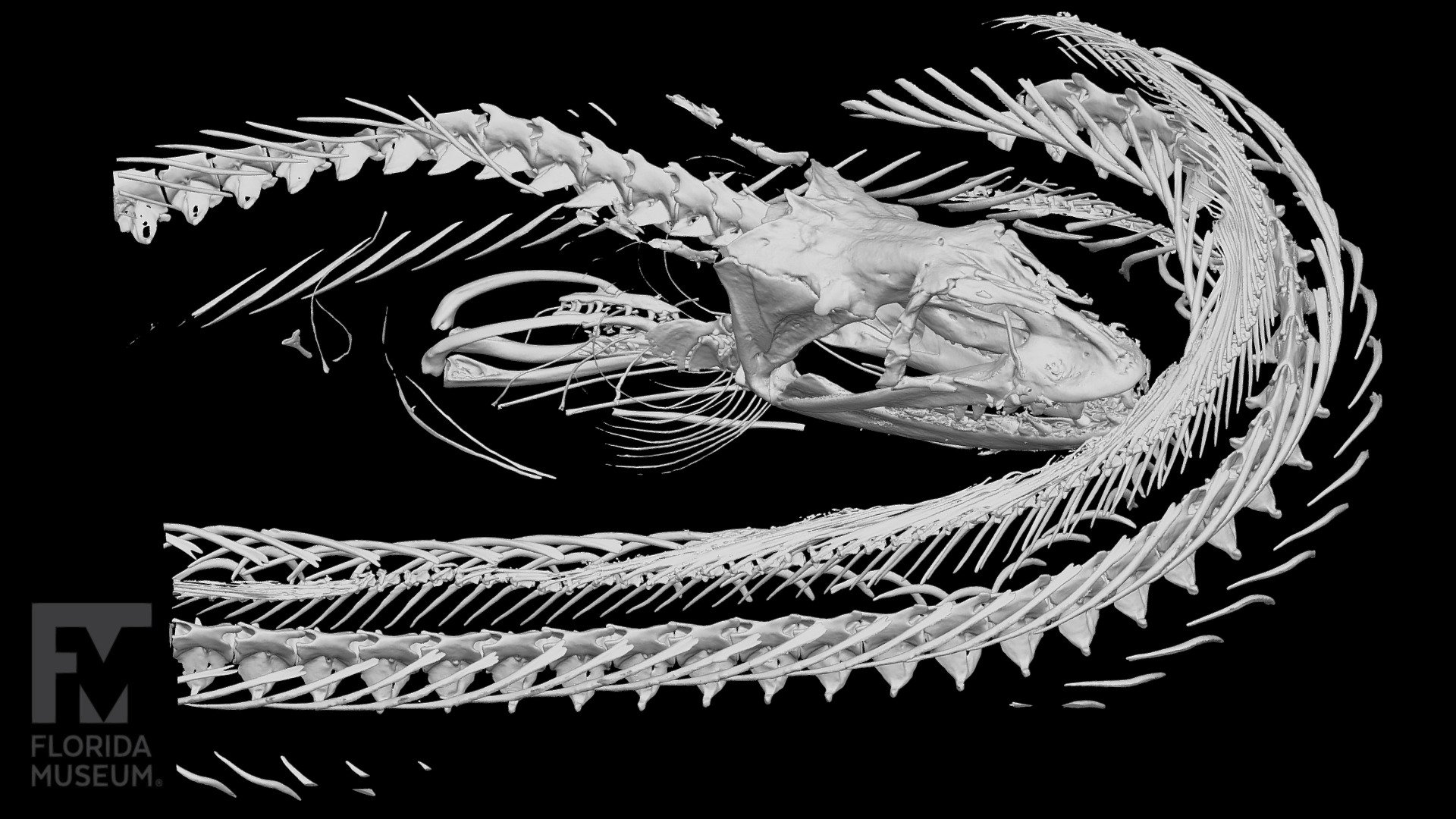 Reticulated Moray CT Scan, Muraenidae - 3D model by FloridaMuseum ...