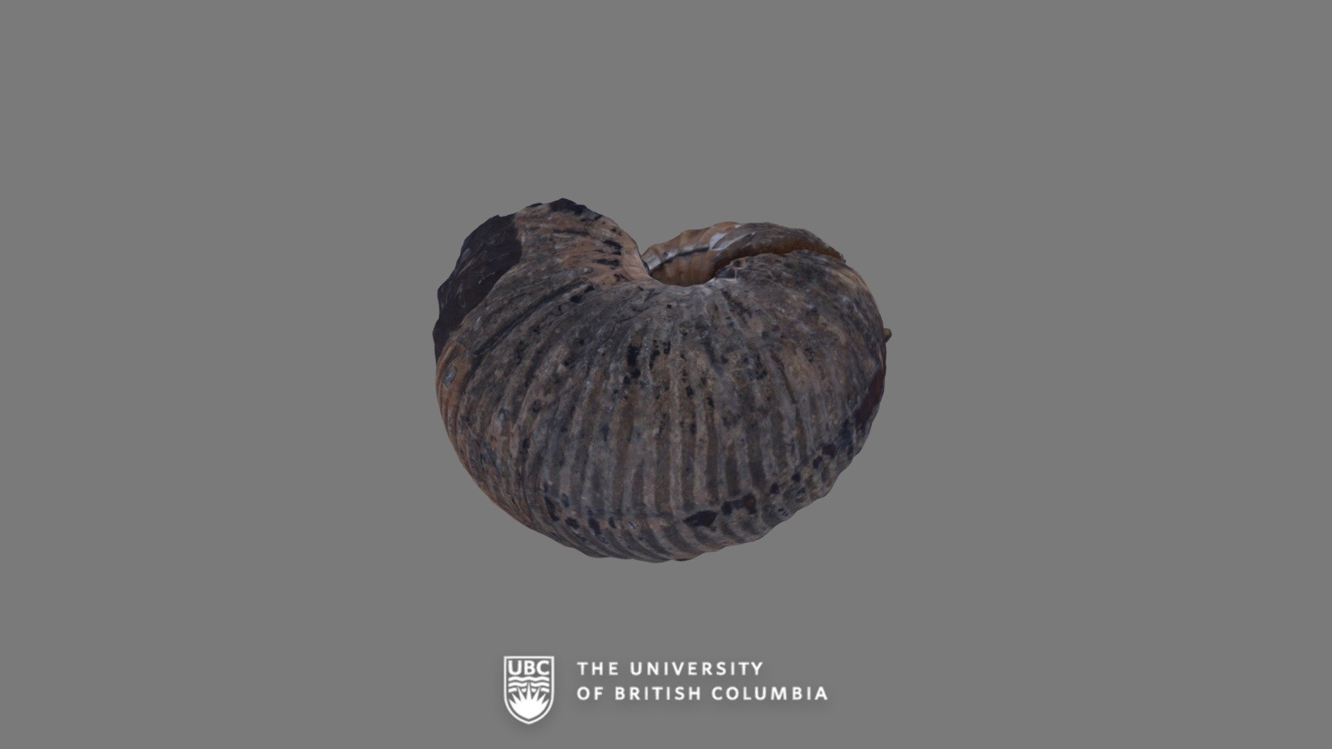 Cephalopod Fossil - Download Free 3D model by UBC-3D-Resources [e9415bb ...