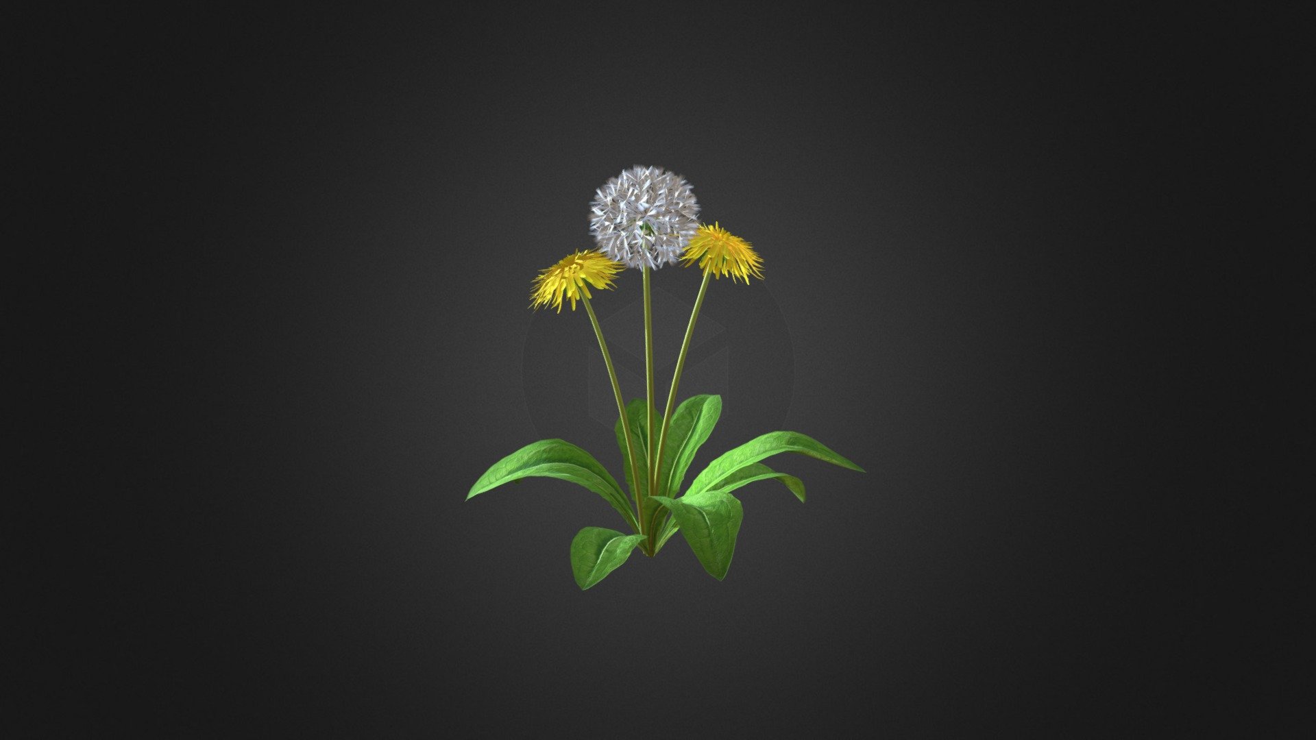 Sow-thistle 3D Model - Buy Royalty Free 3D model by cgaxis [e942c12 ...