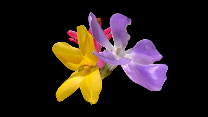 Flowers 3D models - Sketchfab