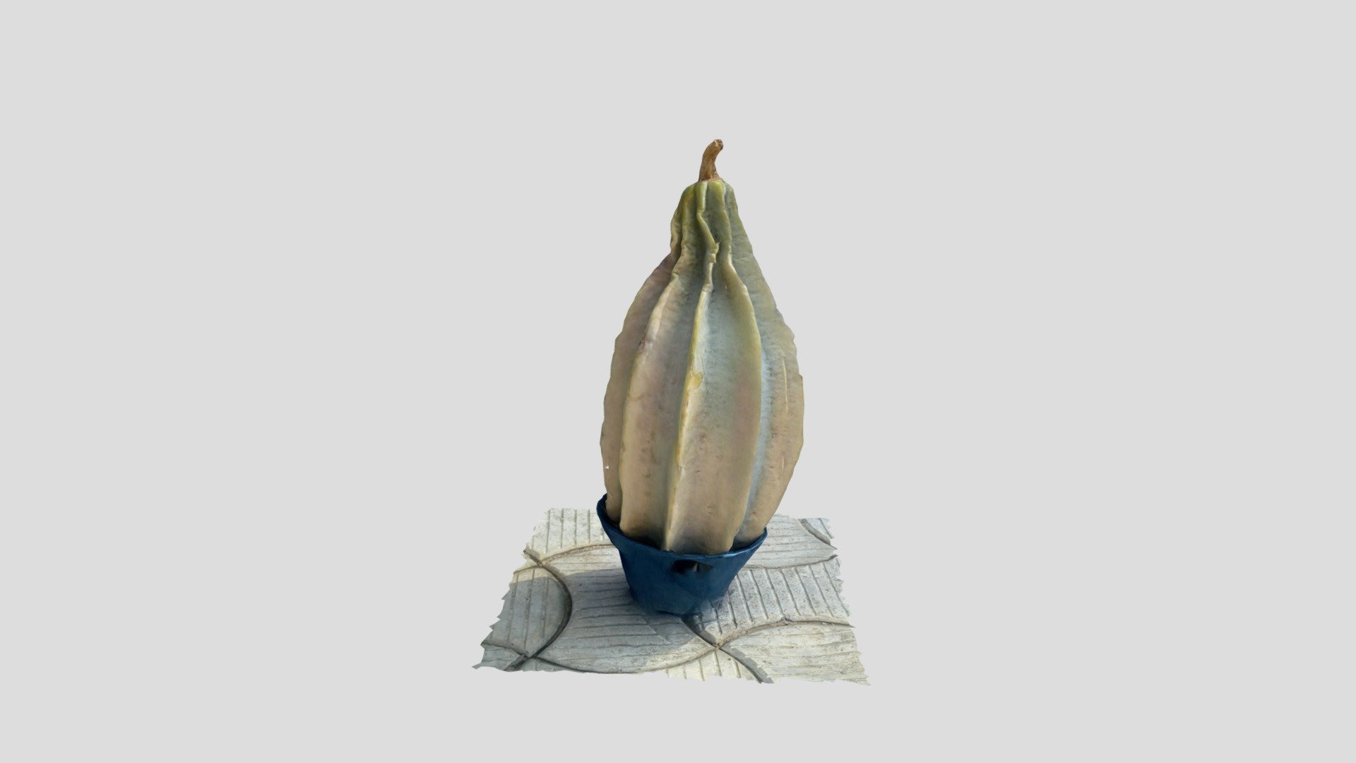 Ugu plant - Download Free 3D model by c00la [e9441b1] - Sketchfab
