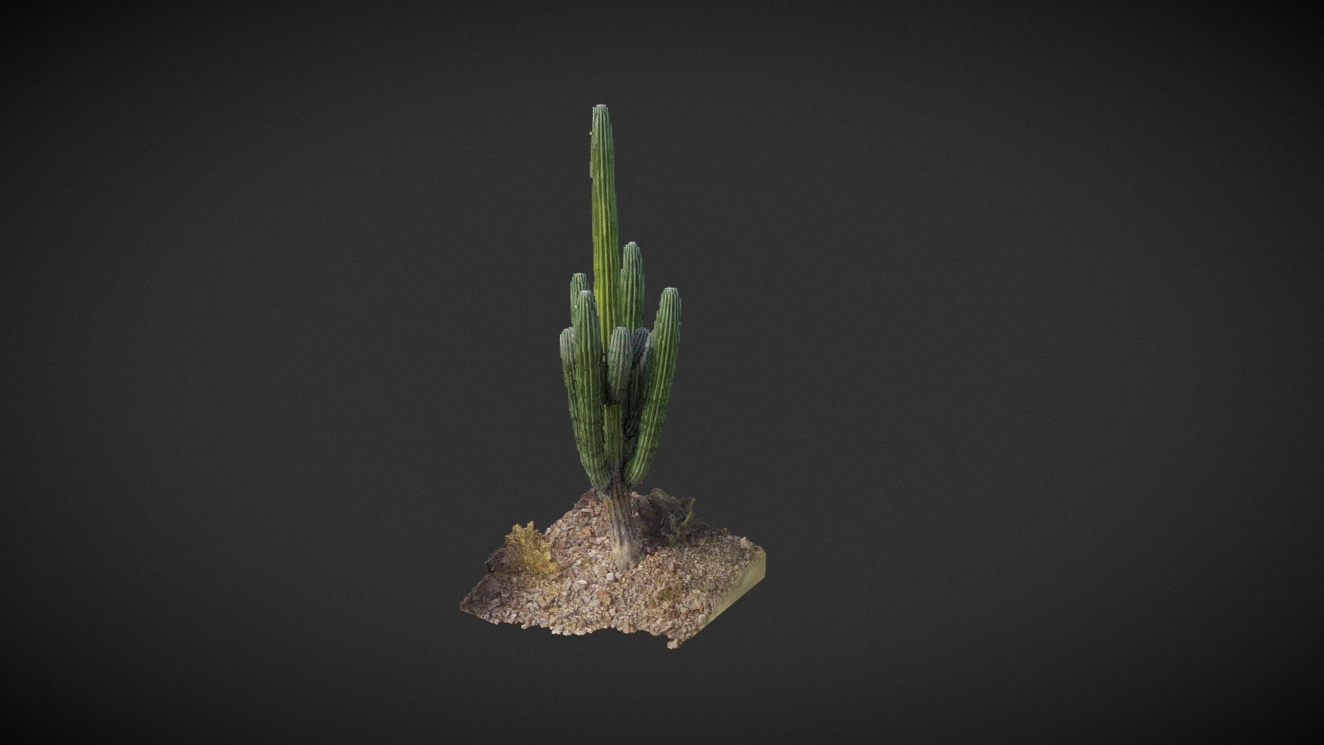 Sahuaro gigante - 3D model by PROAX - Digitize reality (@proax ...