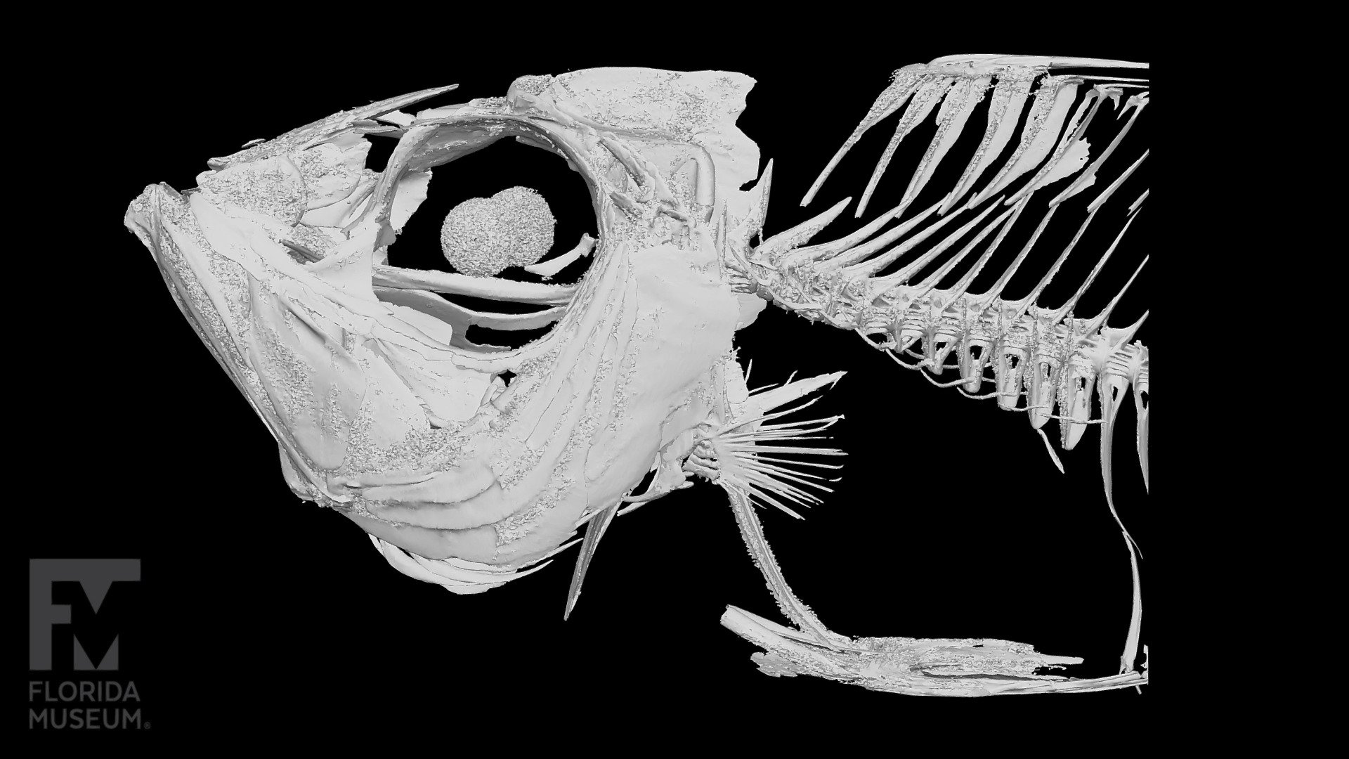Parazen CT Scan, Parazenidae - 3D model by FloridaMuseum [e94a594 ...