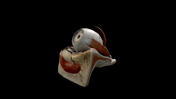Medical-history 3D models - Sketchfab
