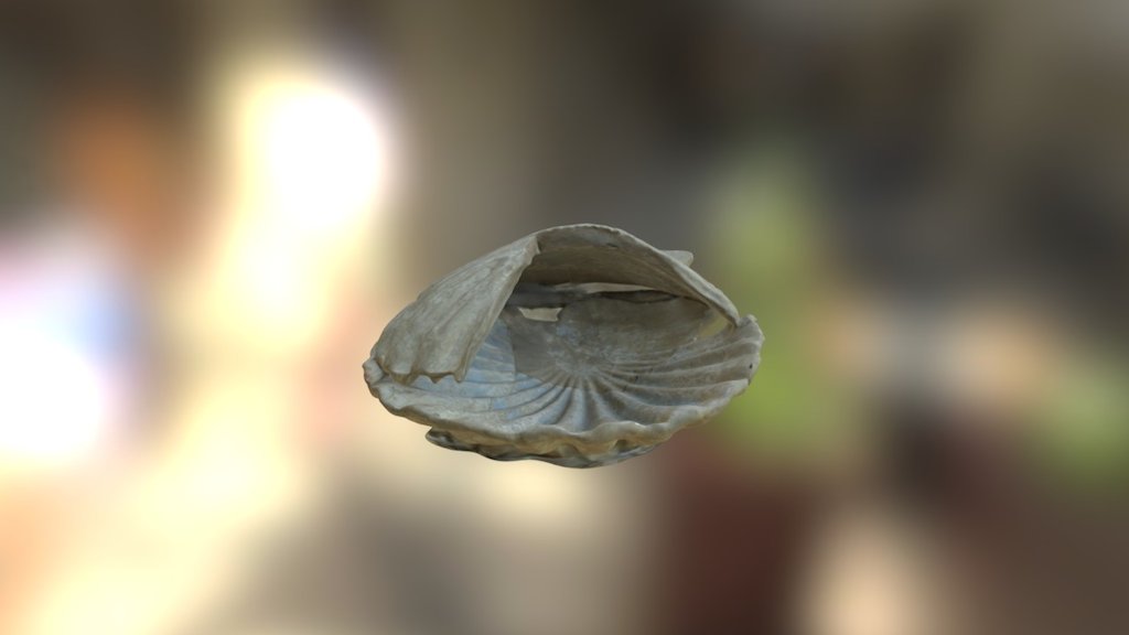 Conchiglia - 3D model by gennaro.de.pinto [e9502be] - Sketchfab