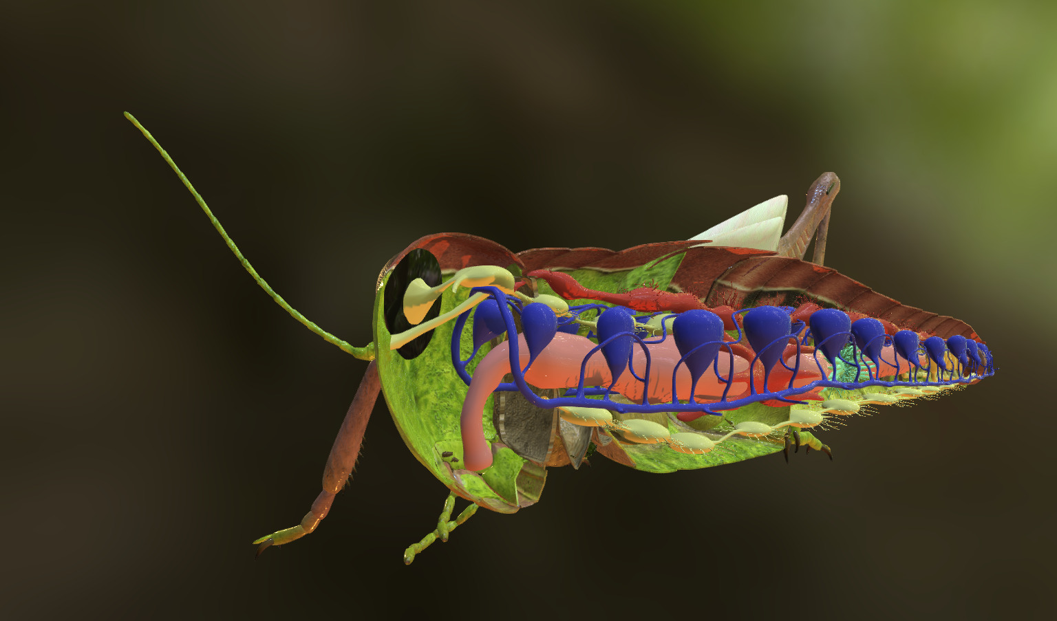 Grasshopper 2 - 3D model by Gaia Tech (@gaiatech) [e951a81] - Sketchfab