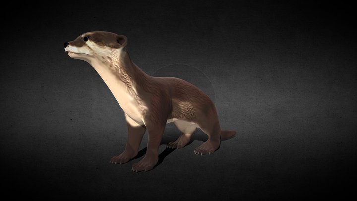 Ferret 3D models - Sketchfab