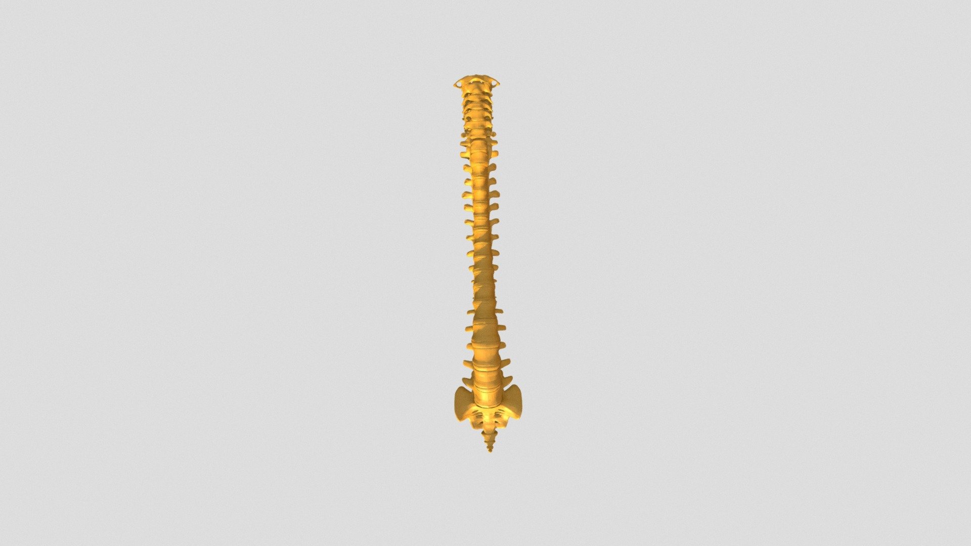 Spine - Download Free 3D model by designer1 [e9540fc] - Sketchfab
