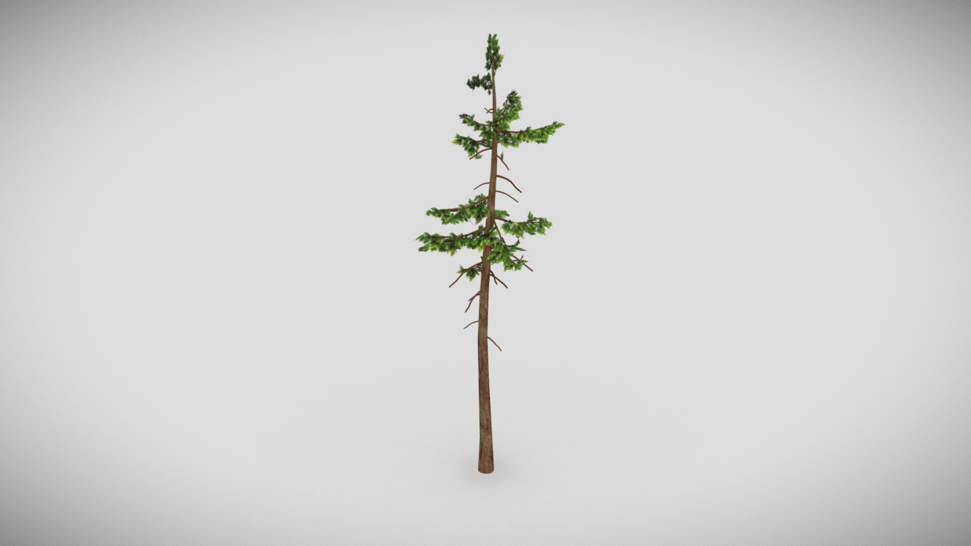 Doug Fir03 - 3D model by artofjohnmoran [e954fa6] - Sketchfab