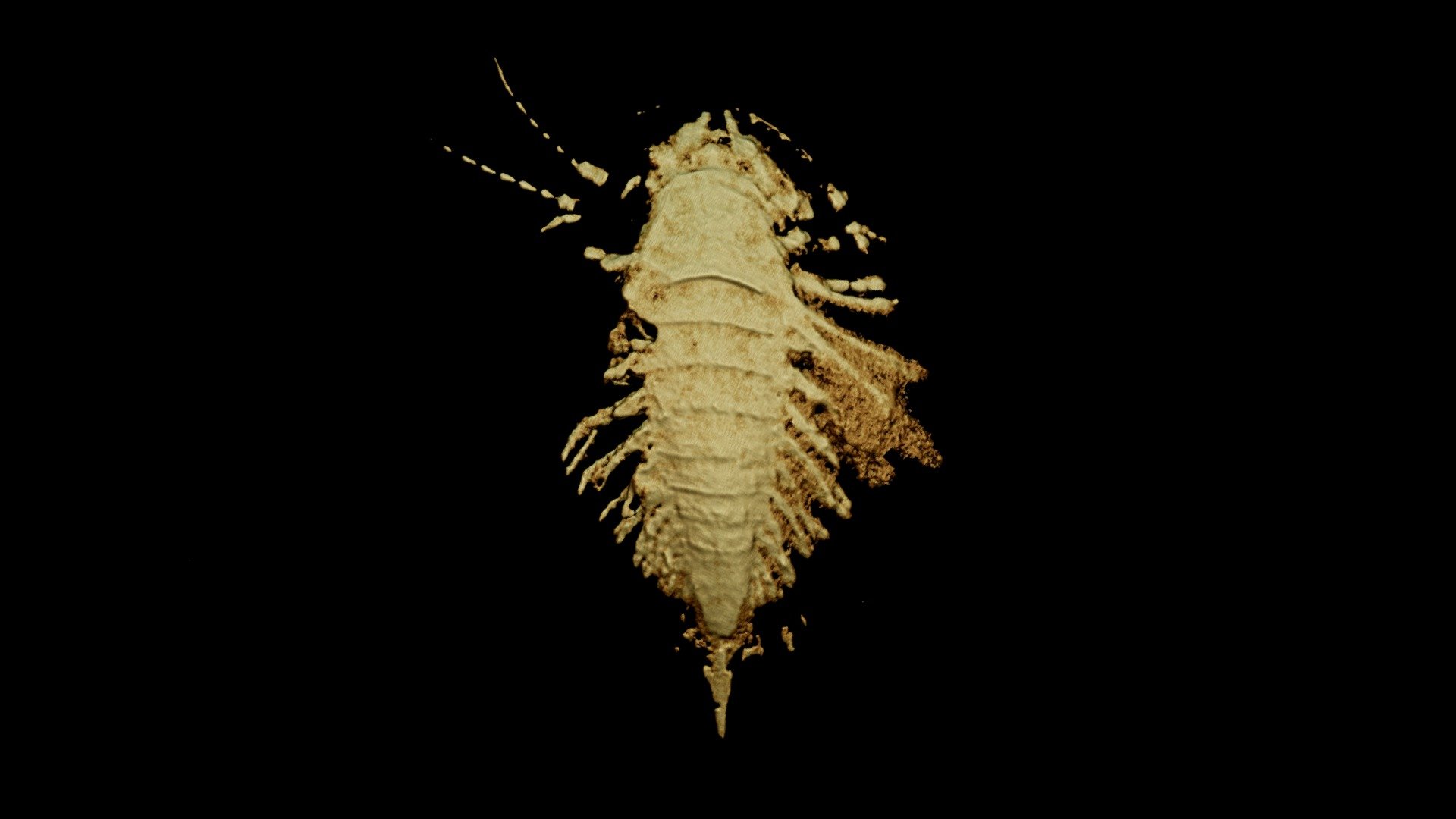Chengjiang trilobitomorph Sinoburius lunaris - 3D model by ...