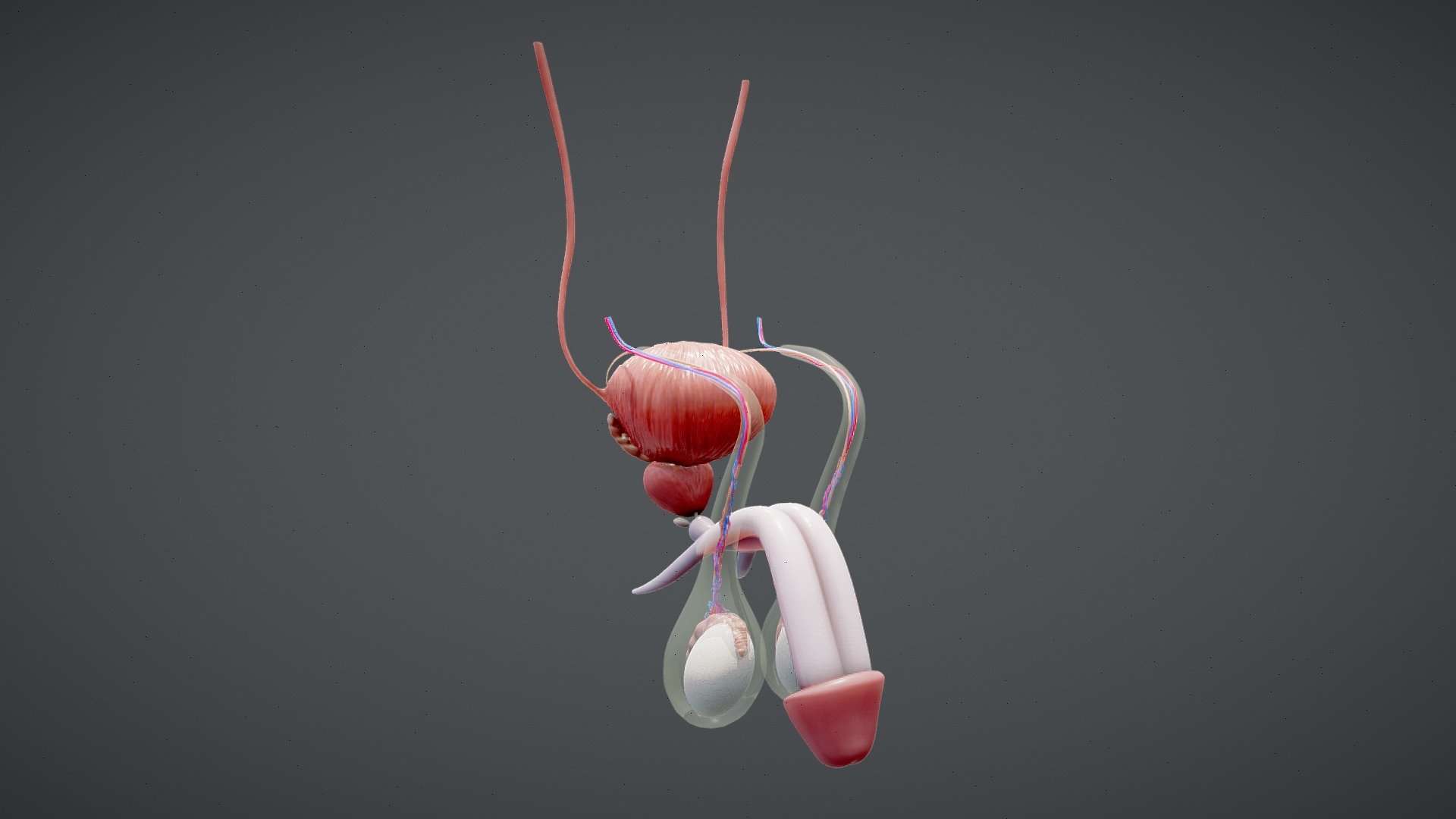 Male Reproductive System Anatomy - Buy Royalty Free 3D model by Nima (@h3ydari96) [e964f66 ...