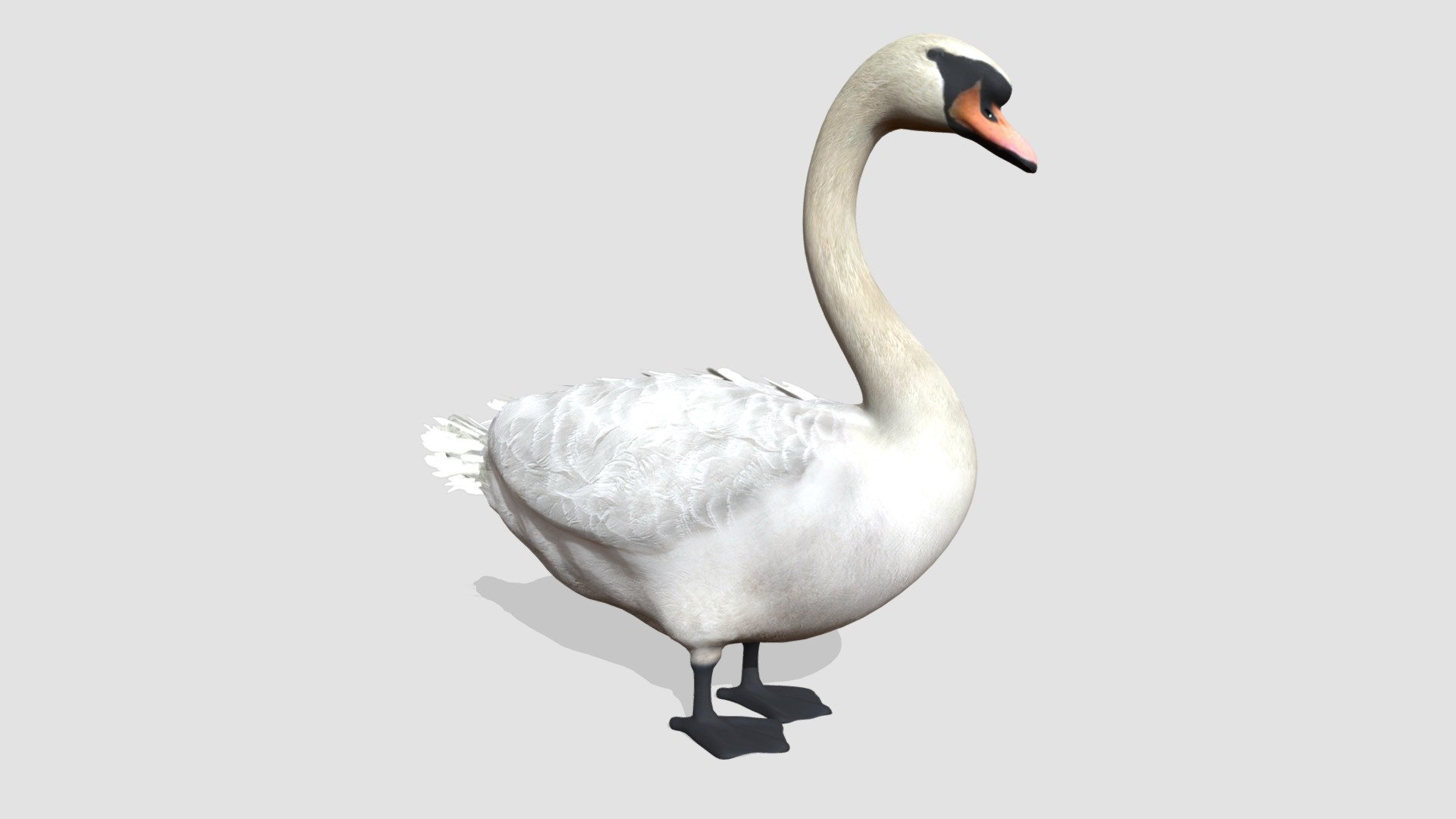 swan - Buy Royalty Free 3D model by Evermotion [e967a35] - Sketchfab Store