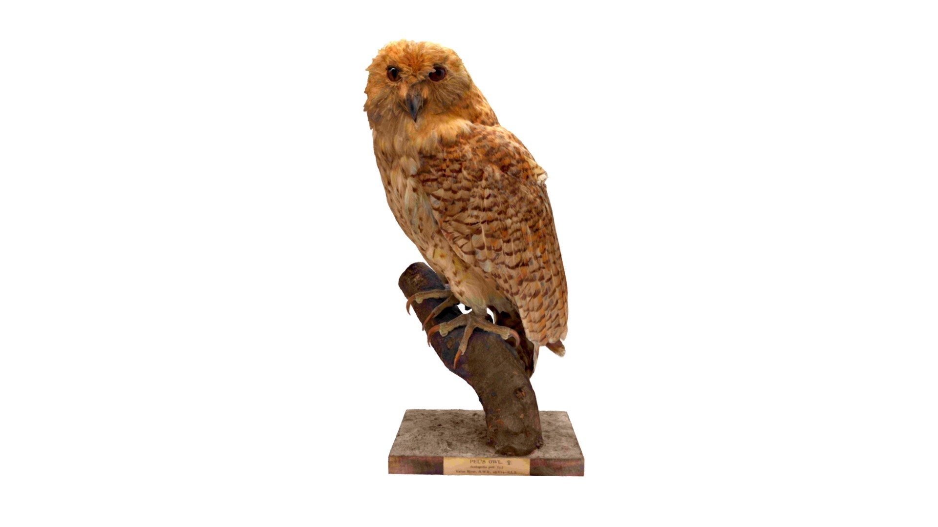 Pel's Fishing owl - Download Free 3D model by The Watt Institution ...