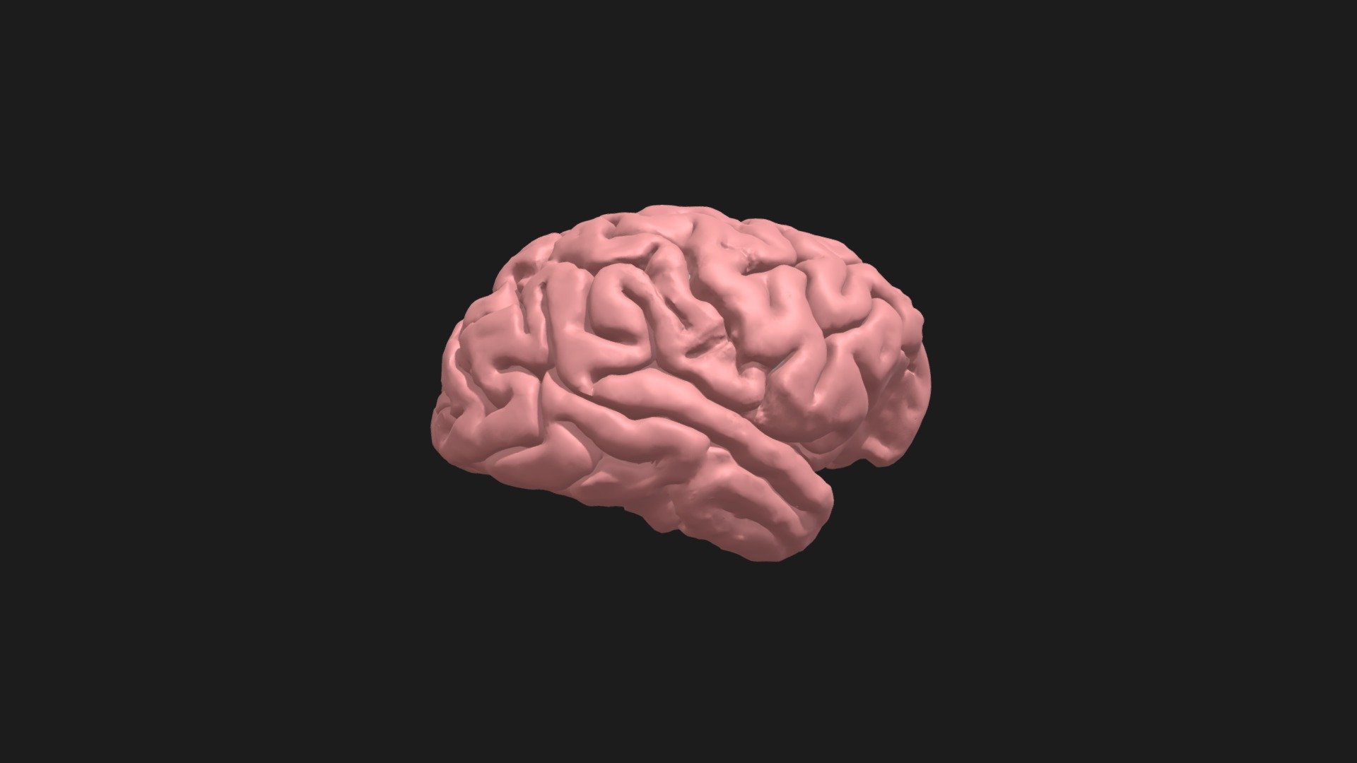 Orangutan Brain from MRI - Download Free 3D model by VISIBLE APE ...