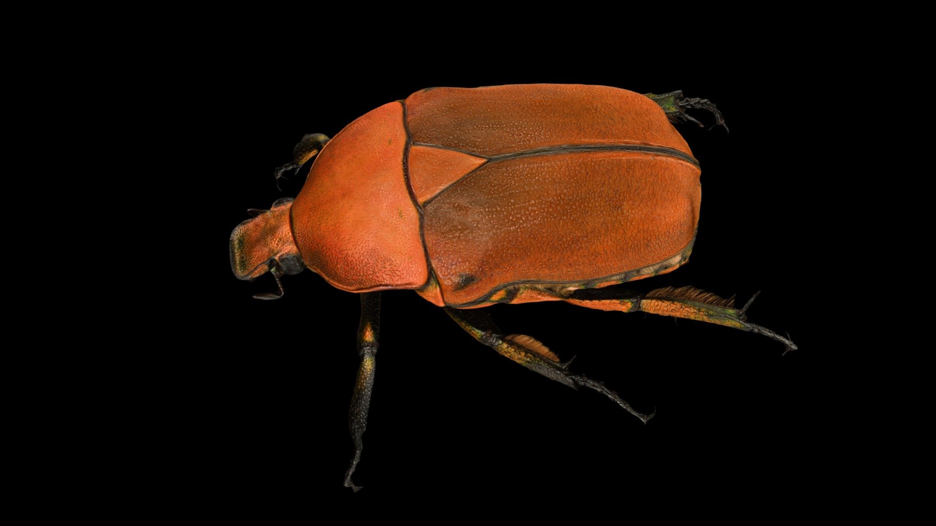 CC0 カナブン Drone Beetle, Rhomborrhina japonica - Download Free 3D model ...