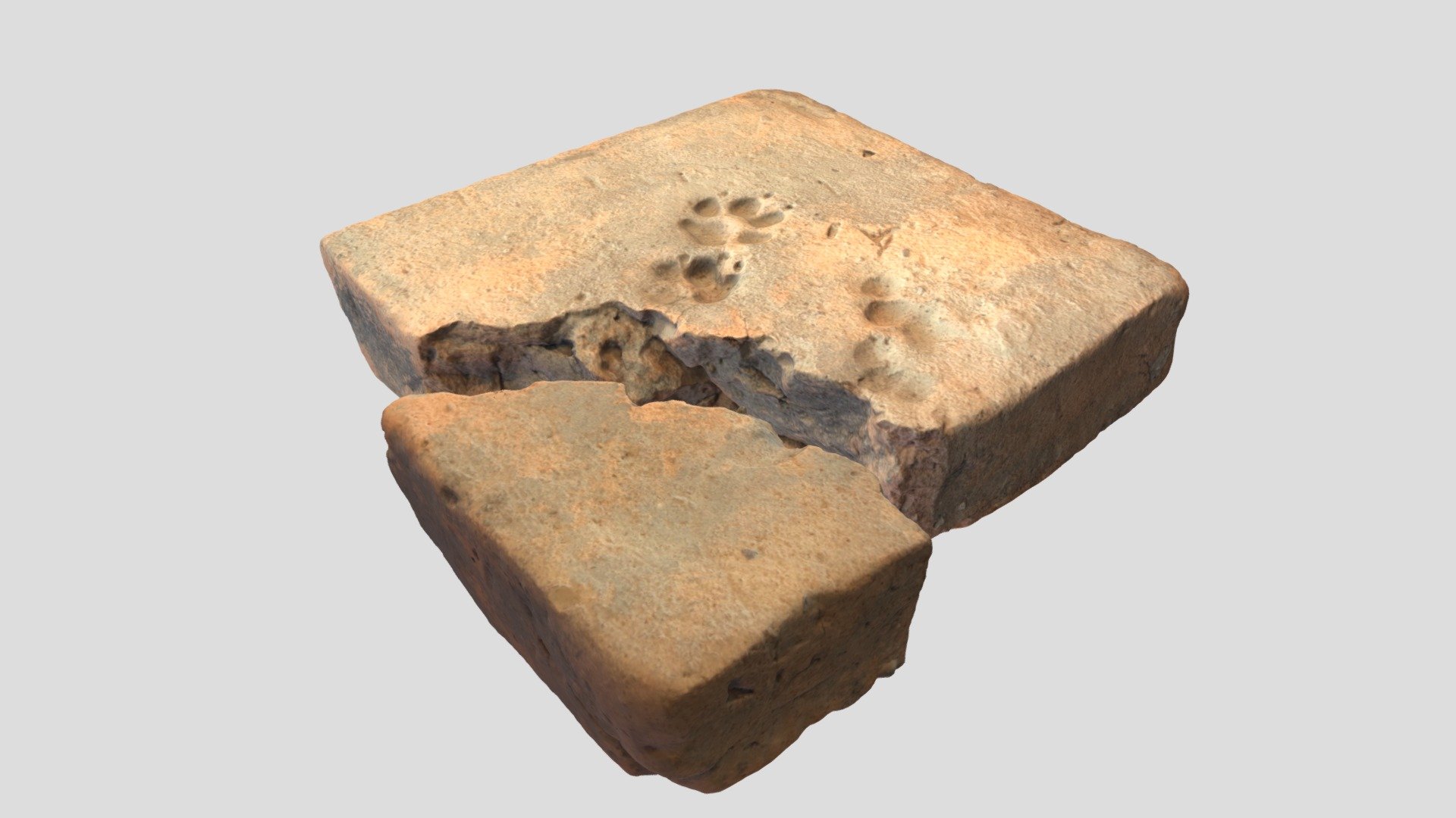 Dog Paw Prints - 3D model by UoMArchaeologyTechnician (@TechnicianUoM ...