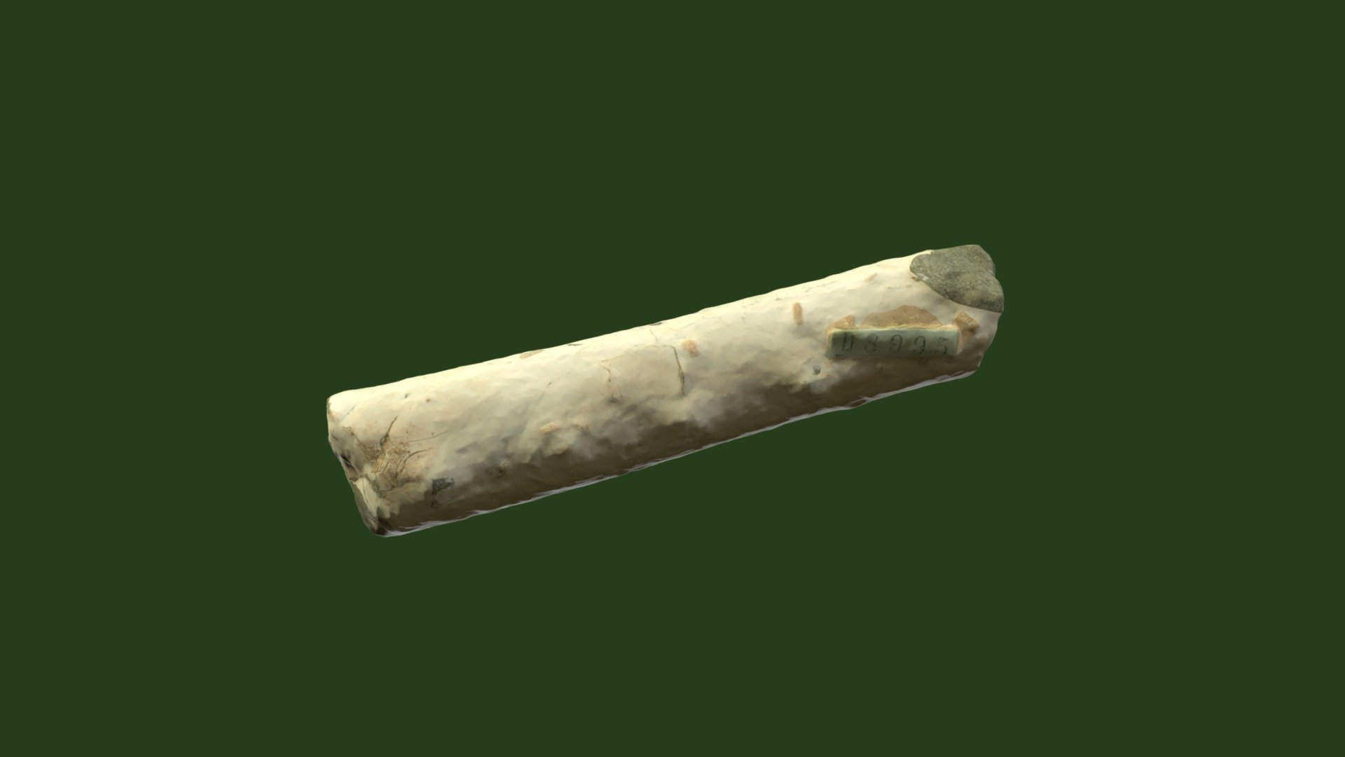 Baculites codyensis D8995-a - 3D model by Shellie Luallin (@Paleogirl ...